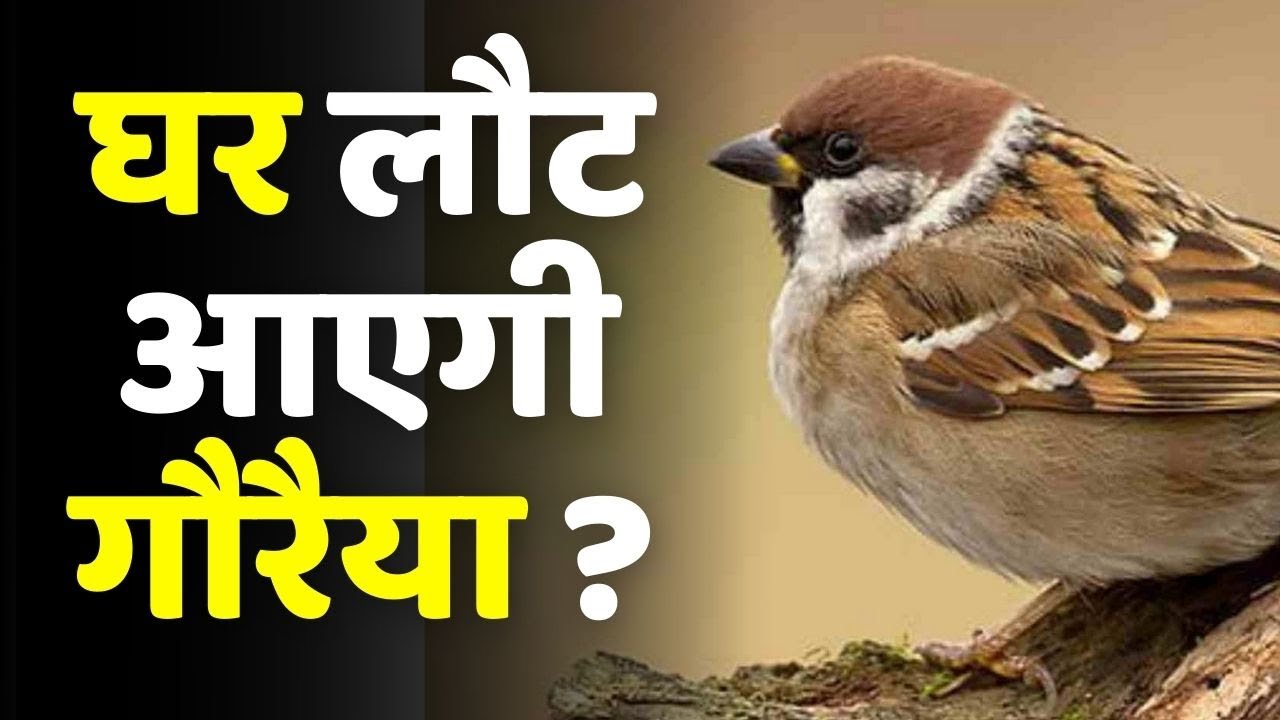 World Sparrow Day 2021: फिर से घर लौट आएगी गौरैया ? | Save Sparrow ...