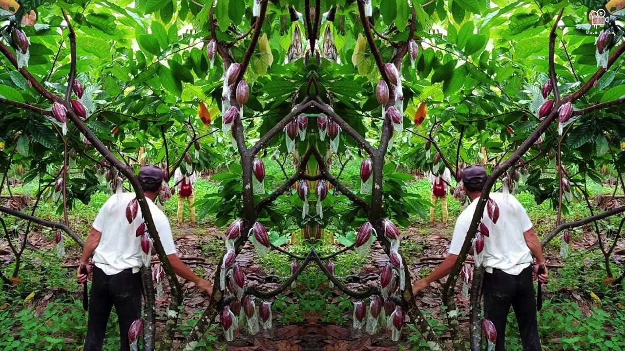 Agri.Cacao Farming.Harvesting of Cacao Beans.Mabini Davao de Oro ...