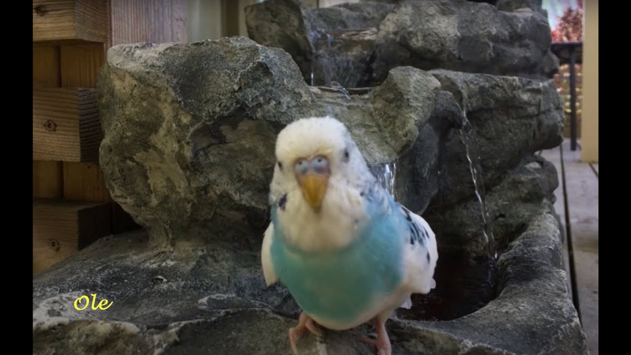 My bird Ole - YouTube