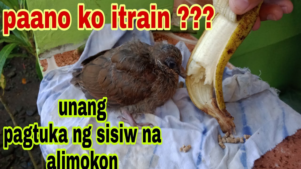 alimokon||white eared-brown dove/unang pagtuka ng sisiw na alimokon ...