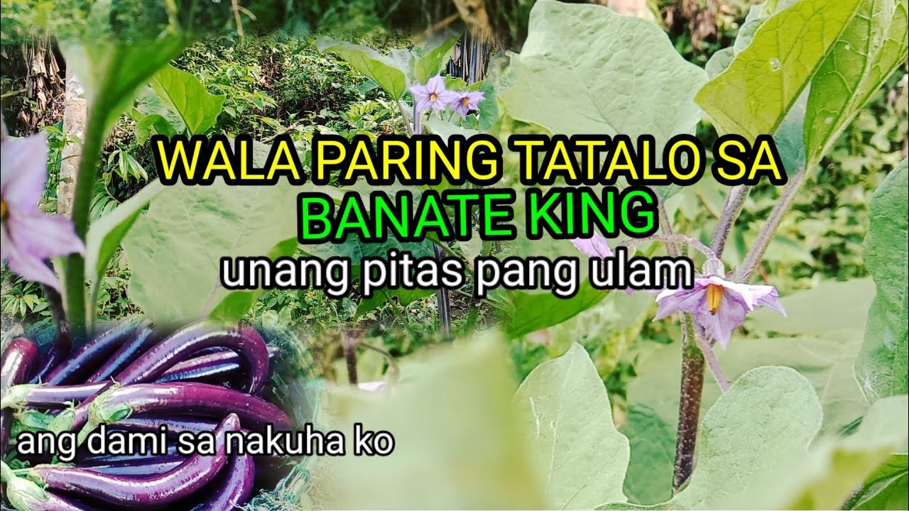 BANATE KING VARIETY ITO YONG LAKI AT HABA HUGIS NYA. SUPER THE BEST ...