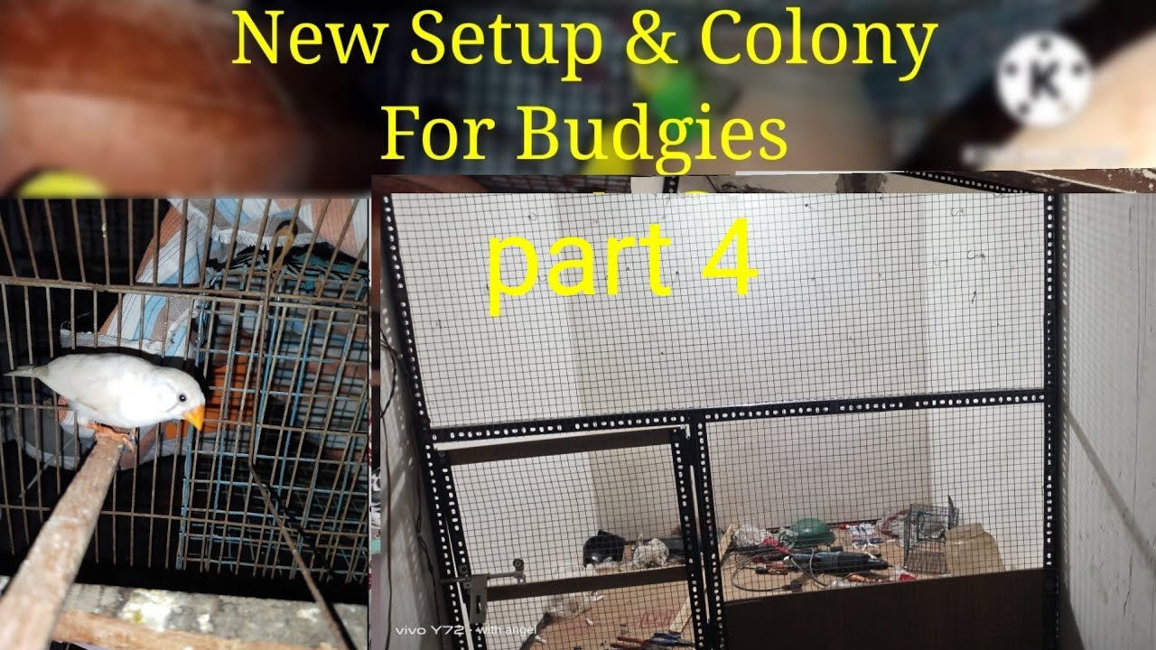 Budgies colony part 4 at home @brfbirdsinformation8846 - YouTube
