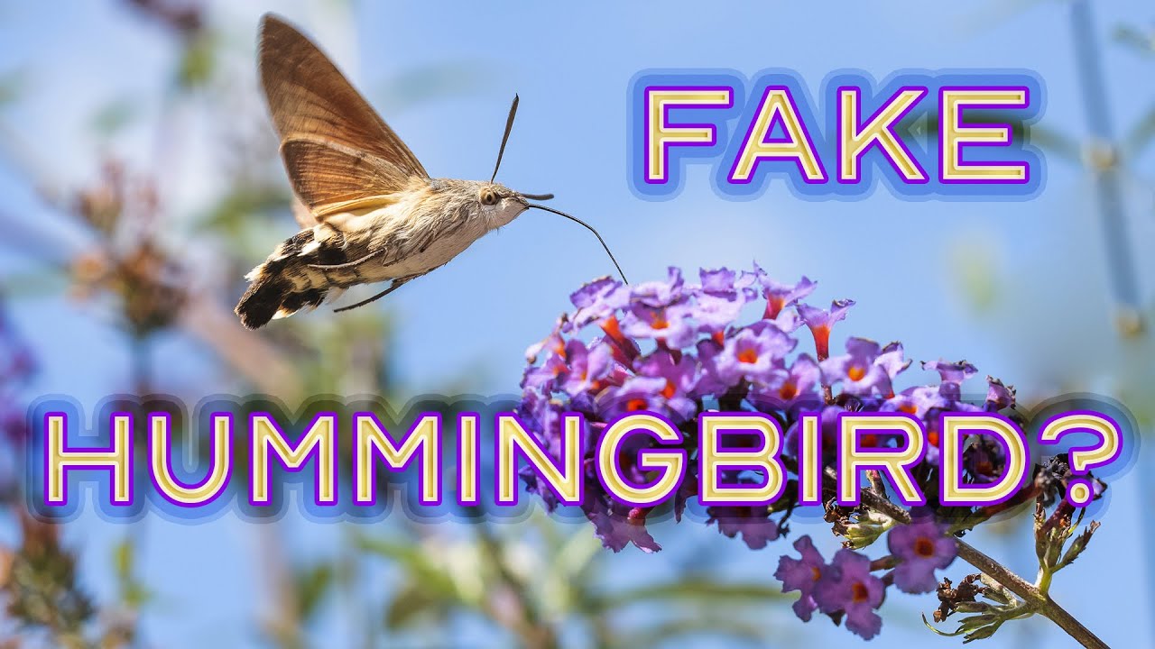 Hummingbird hawk-moth (Macroglossum stellatarum) - Fake hummingbird ...