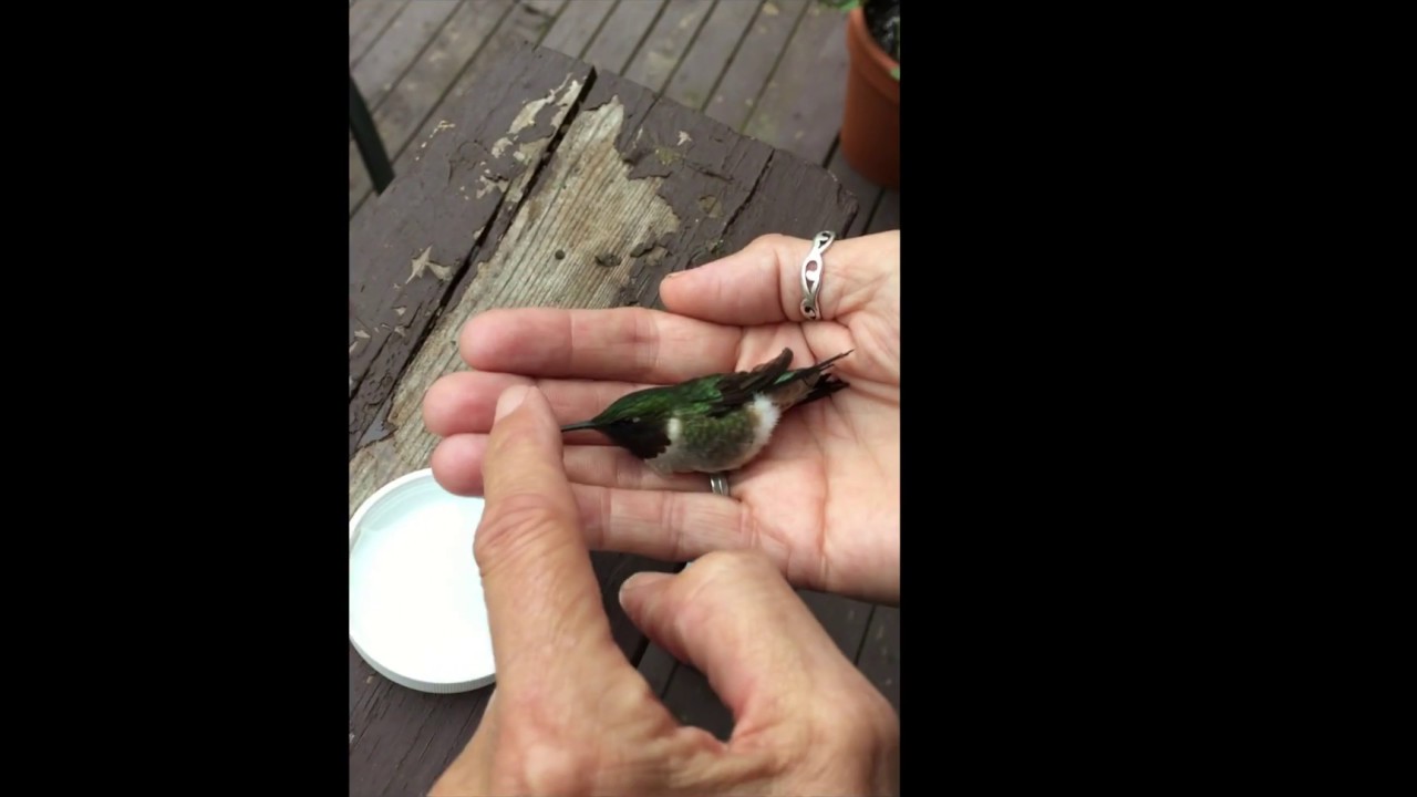 Too tired Hummingbird - YouTube