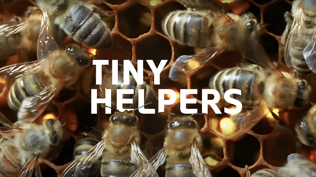 Children Of The Sun: The Unknown World of Butterflies And Bees - YouTube