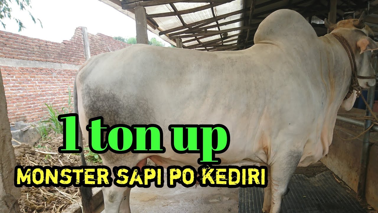 SAPI PO 1 TON dari kediri - YouTube
