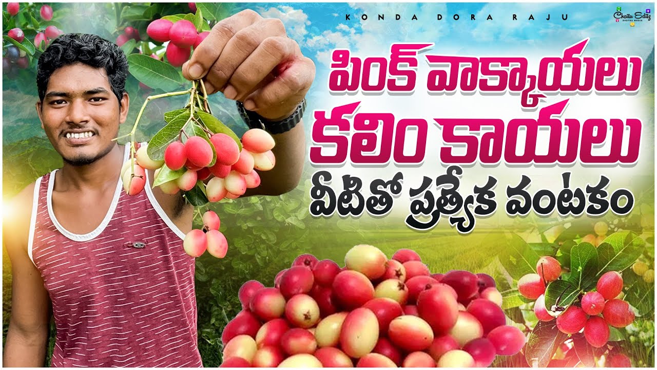 #Karonda Achar | వాక్కాయ పచ్చడి | authentic spicy vakkai pickle ...