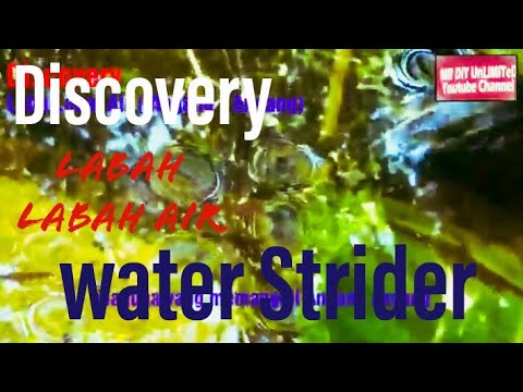 Discovery : Labah Labah Air ( Angang Angang) - YouTube