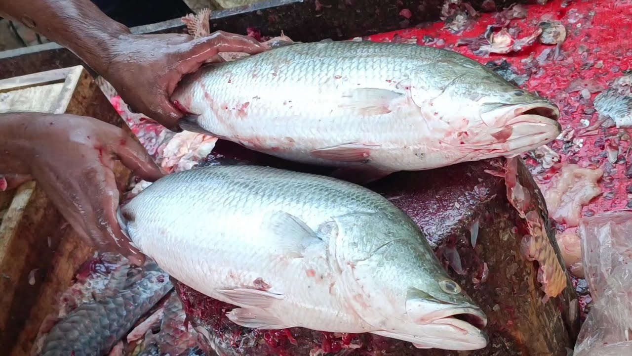 Amazing Huge Bhetki Fish Cutting Live In Fish Market | Fish Cutting ...