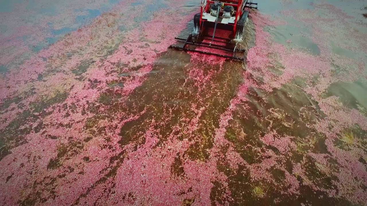 Provincial Agriculture Research Program – Diversifying Newfoundland and ...