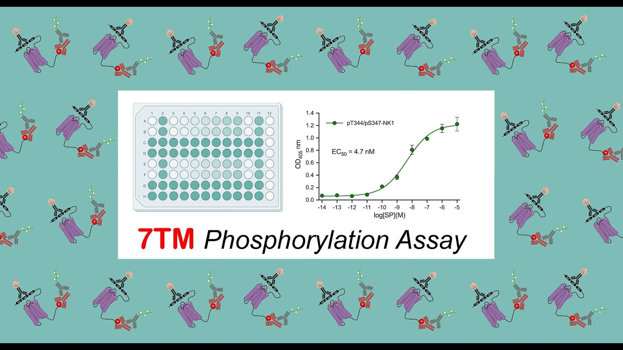 7TM Phosphorylation Assay - YouTube