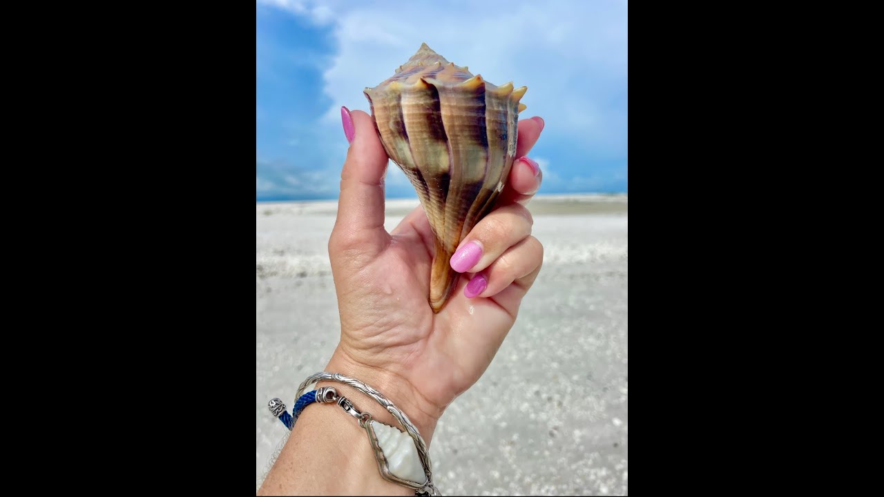 Shelling for Lightning Whelks - Large Left-Handed Shells in Gulf of ...