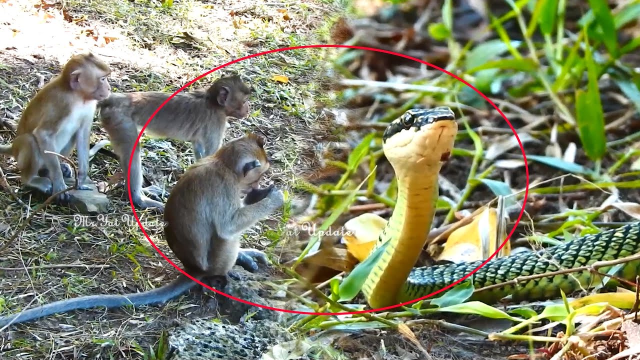 OMG! Big snake crawl through all kids are very shocked when seeing this ...