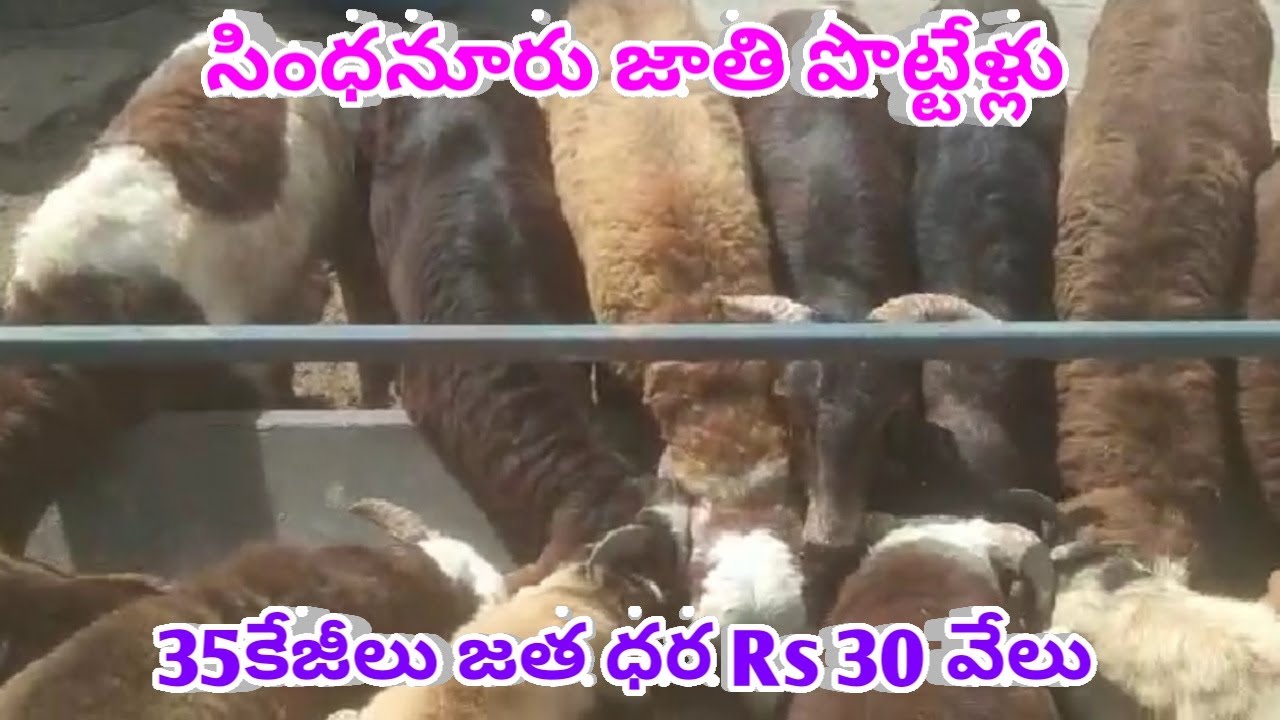 SINDHANUR BREED SHEEPS RAMS BAKRA POTTELU 6300179951 - YouTube