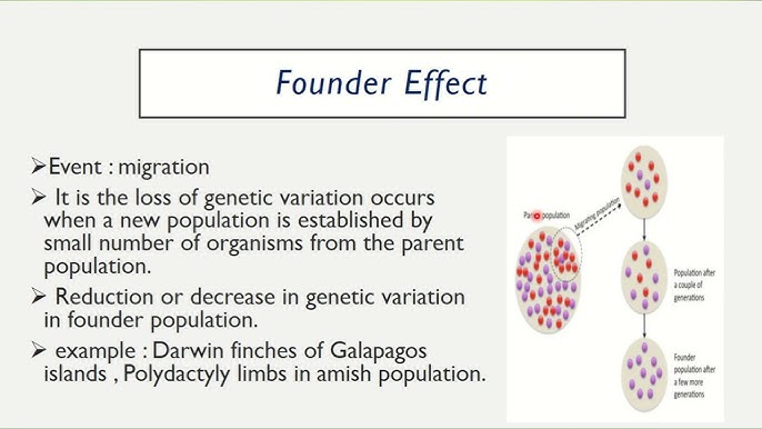 Founder Effect Example