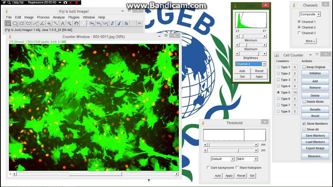 ImageJ automatic cell counting - YouTube
