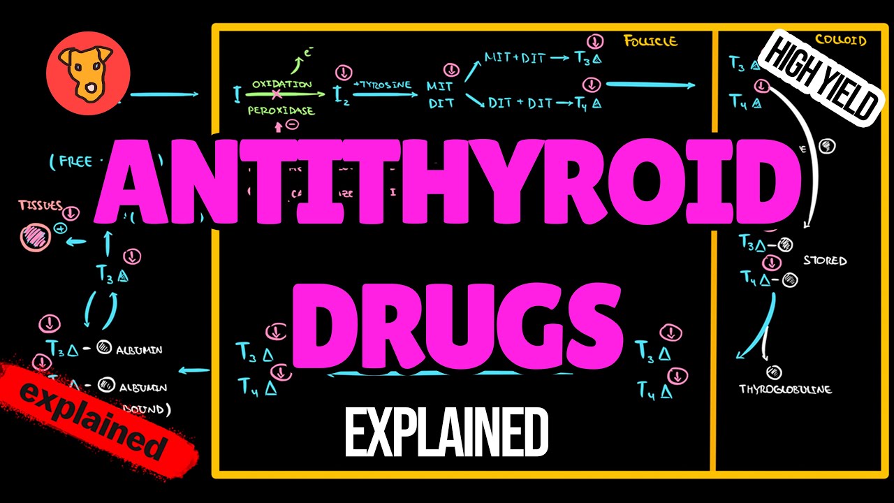 Antithyroid Drugs EXPLAINED: Mechanism, Side Effects & Pharmacology ...