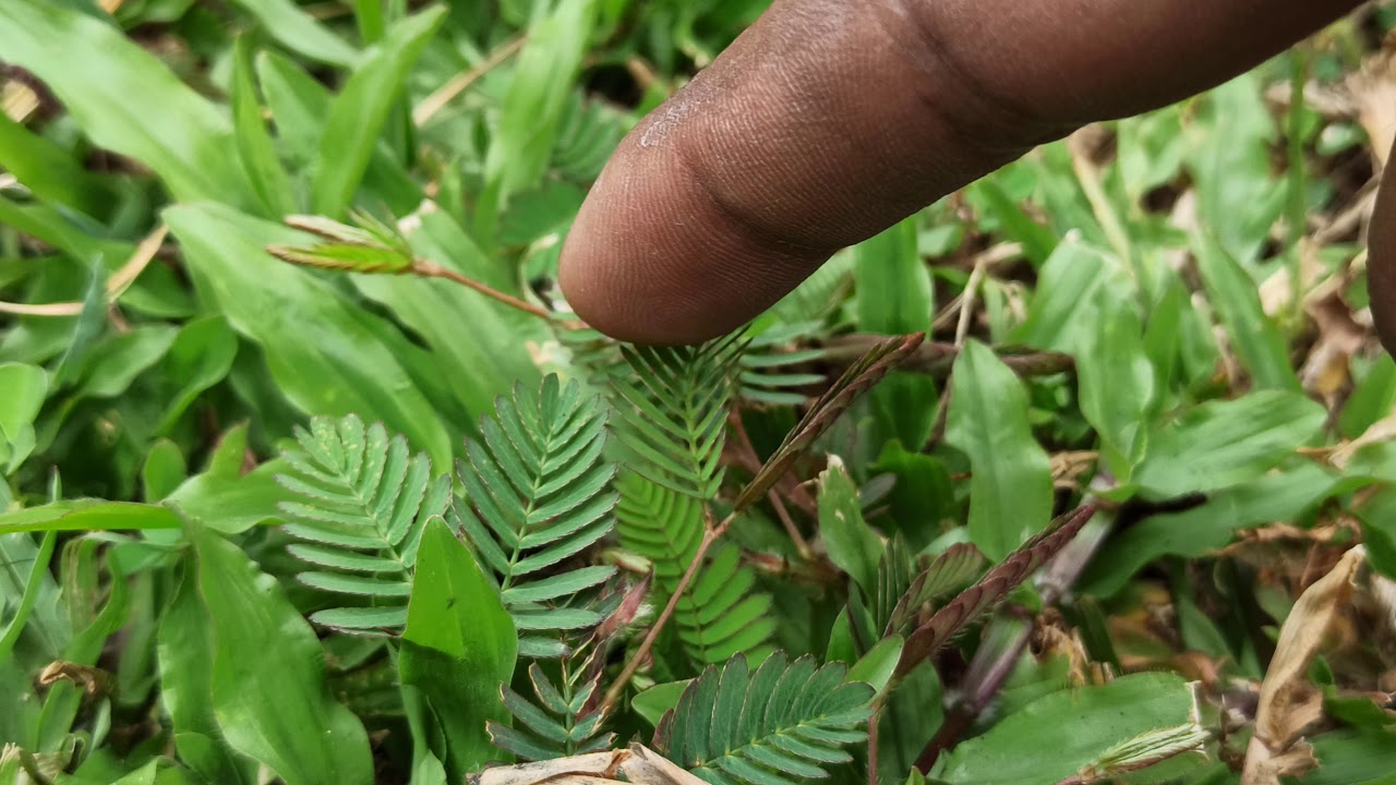 Touch me not leaves - YouTube