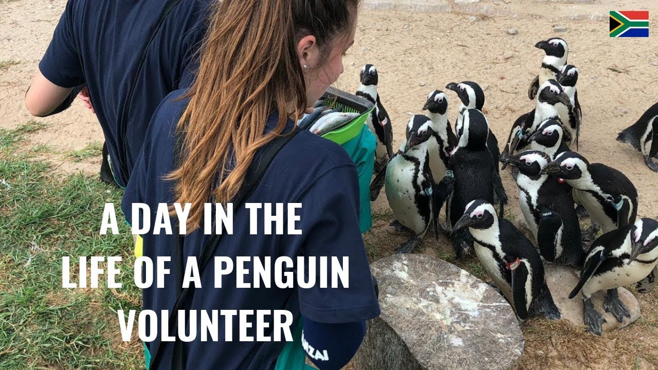 Volunteering With Penguins, SANCCOB South Africa - YouTube