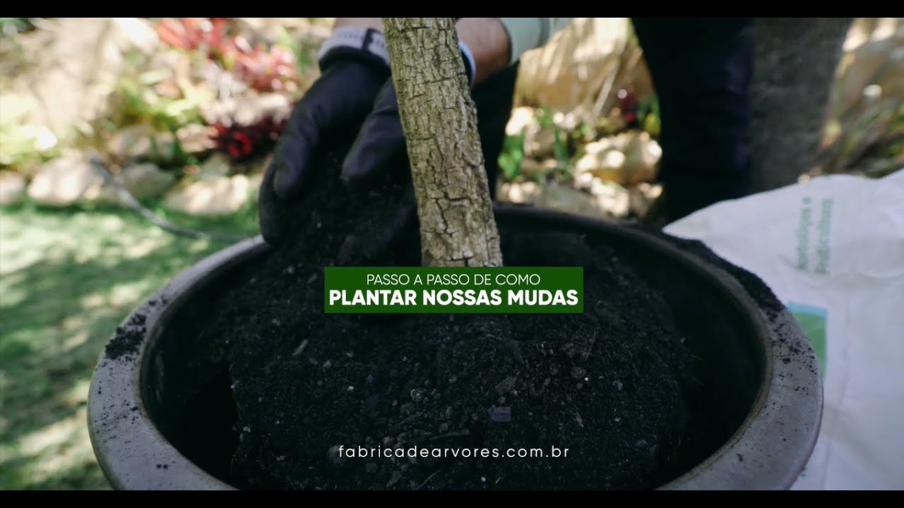 Passo a passo de como plantar nossas mudas em um vaso - YouTube