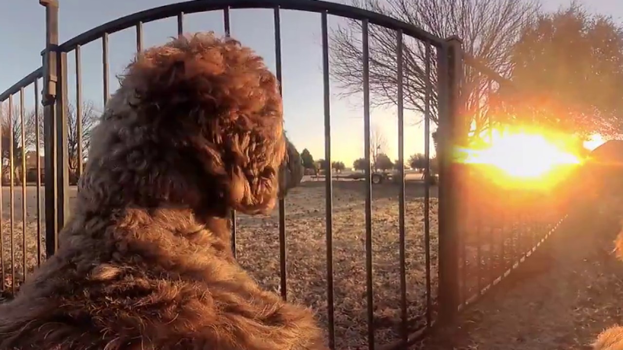 Rylo 360 Dog Cam - YouTube