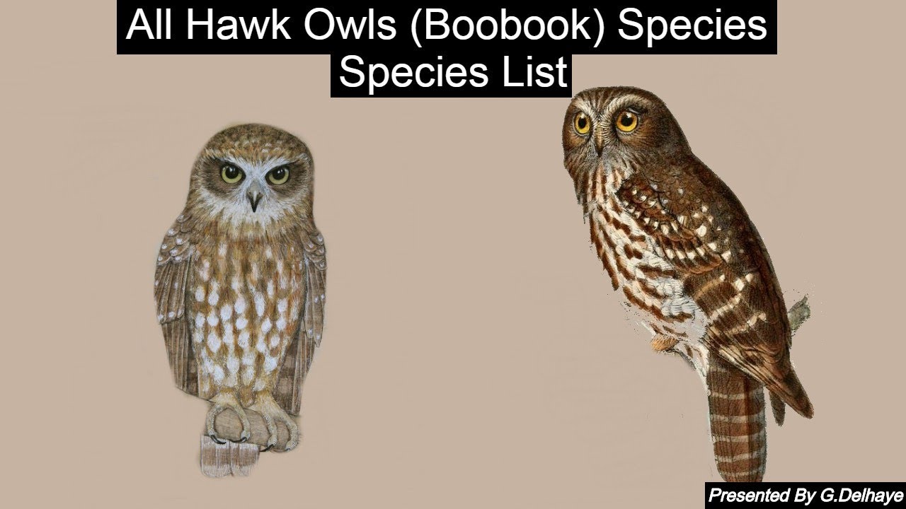 All Hawk Owl & Boobook Species (Genus Ninox) - All Owl Species Part.11 ...