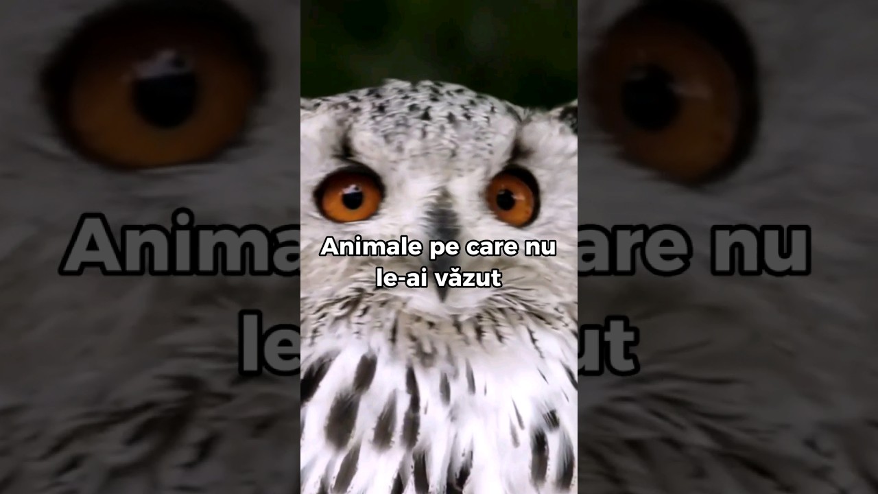 ANIMALE FARA PAR 😲 - YouTube