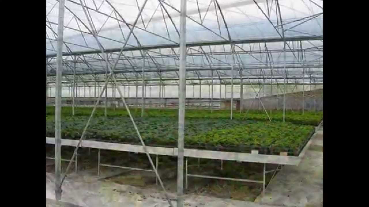 Sere pentru flori : http://www.sere-romania.ro - YouTube