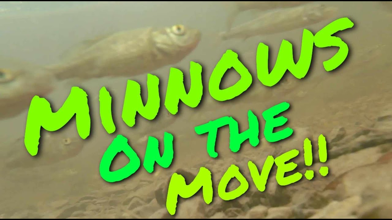 UNDERWATER FOOTAGE OF MINNOWS ON THE MOVE!! #minnows #2023 - YouTube