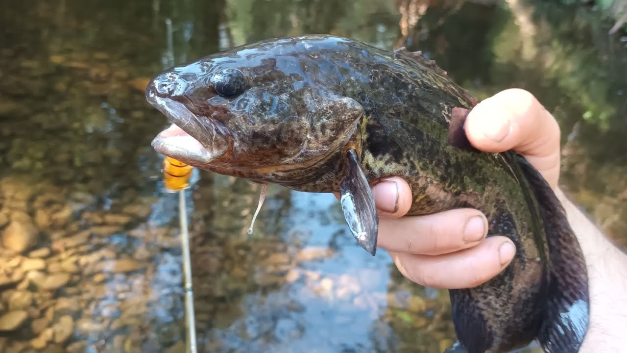 River Blackfish on hardbody lures! - YouTube