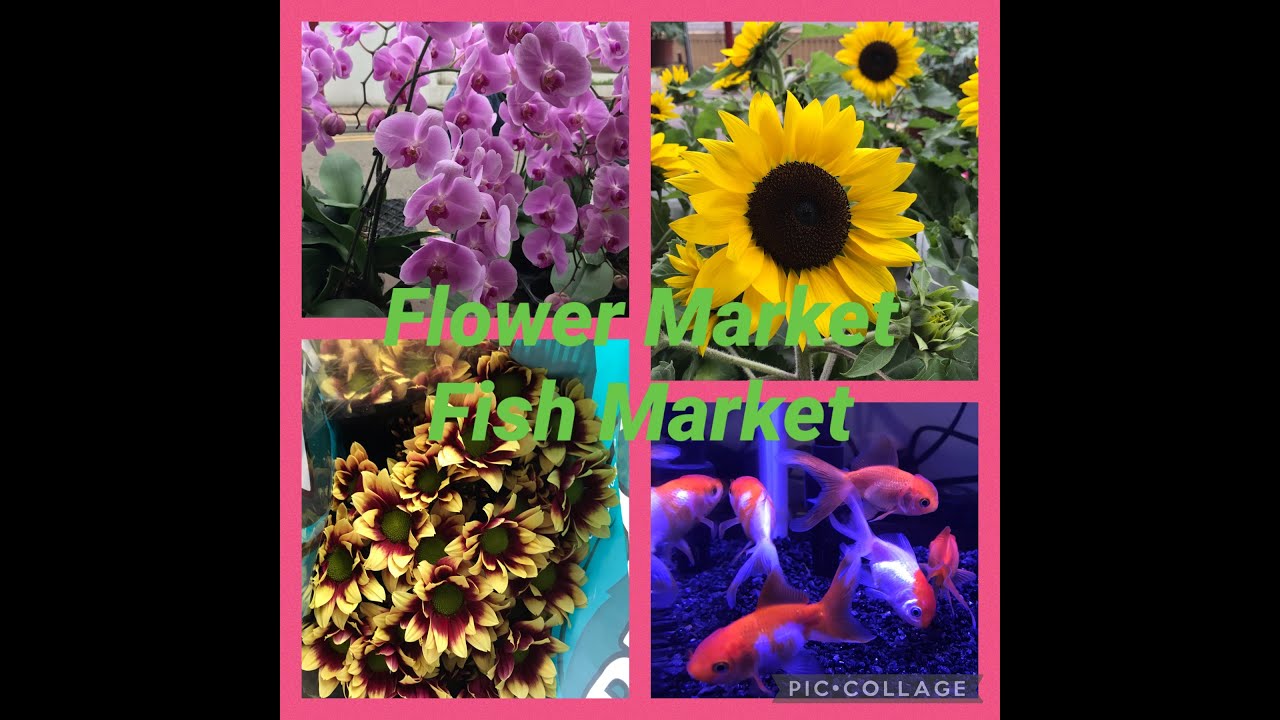 Hong Kong Flower Market&Fish Market - YouTube