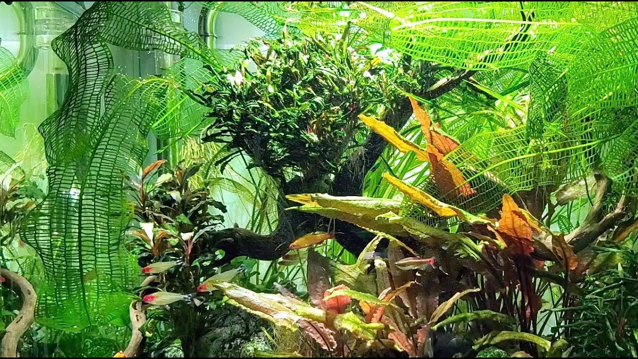 Waterbox Clear 2420 freshwater planted tank - YouTube