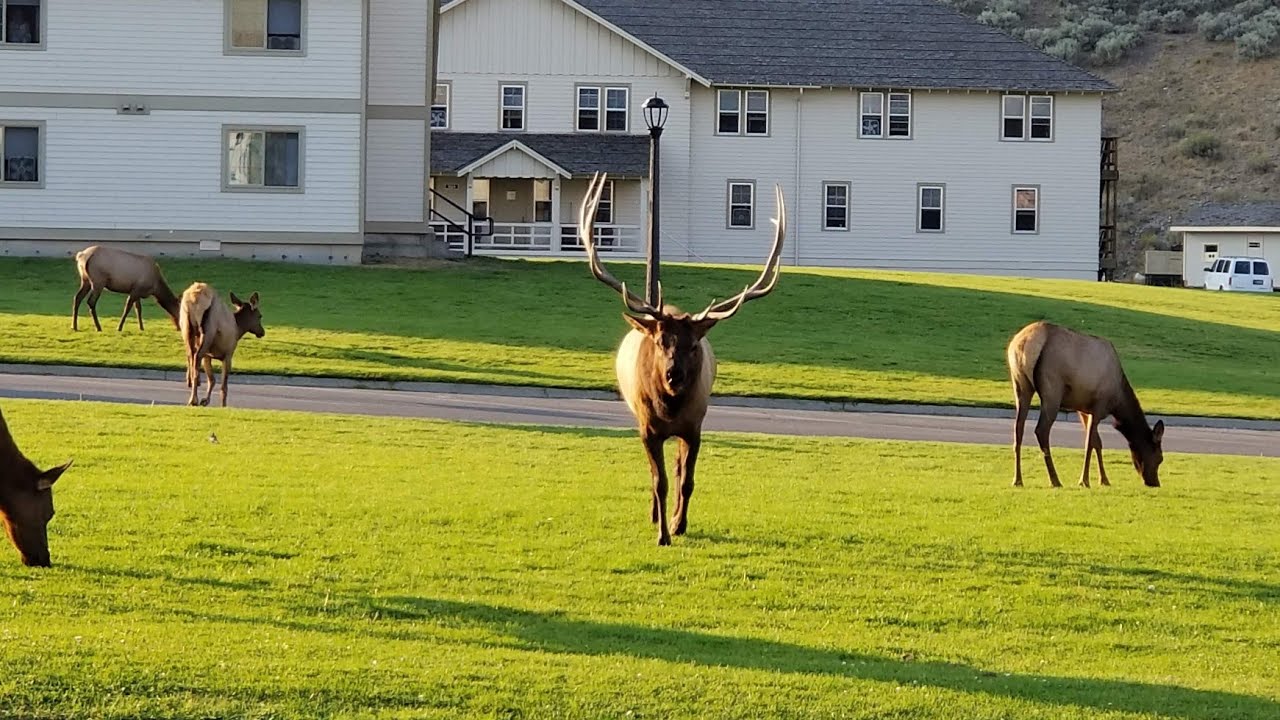 Yellowstone Bull Elk on Guard at Yellowstone National Park - YouTube