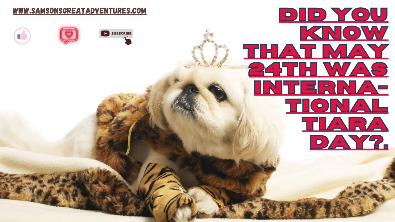 International Tiara Day | Dogs & Cats Wearing Tiara Video | Funny Dog ...
