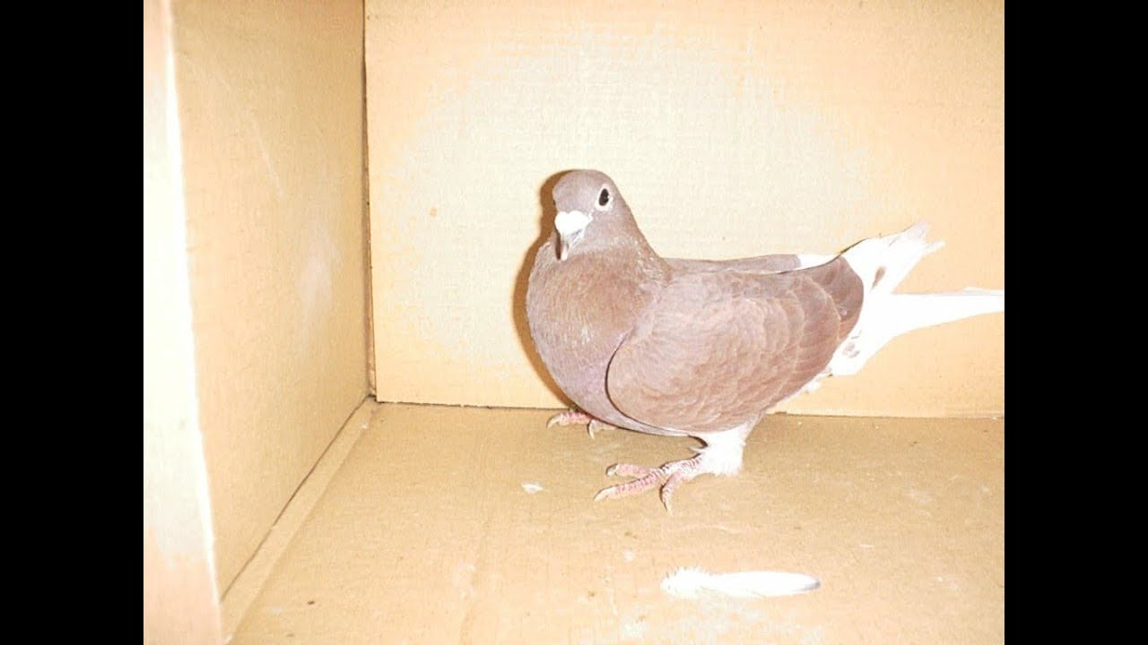 Racing Pigeons average speed - YouTube