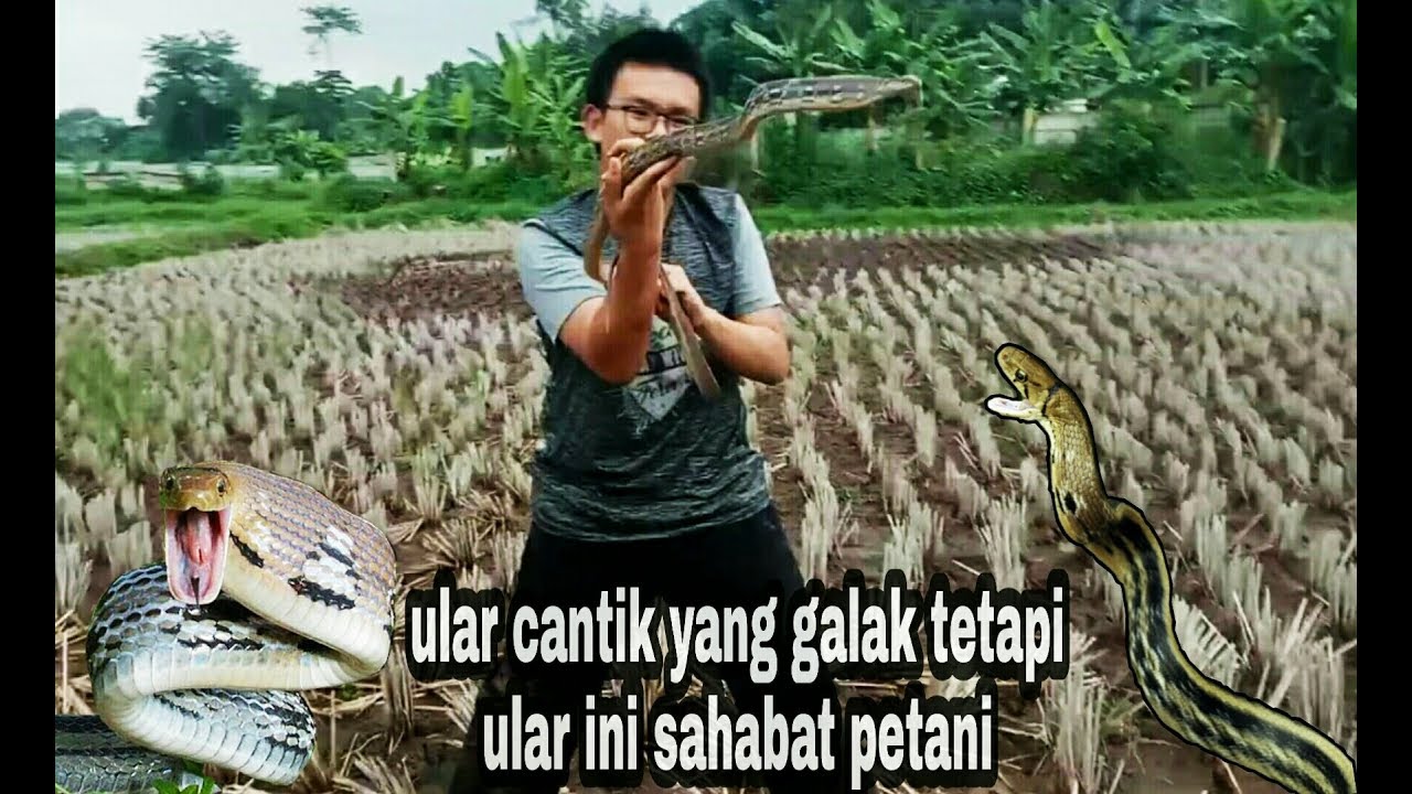 Si ular cantik yang galak tetapi ular ini sahabat petani (lanang sapi ...