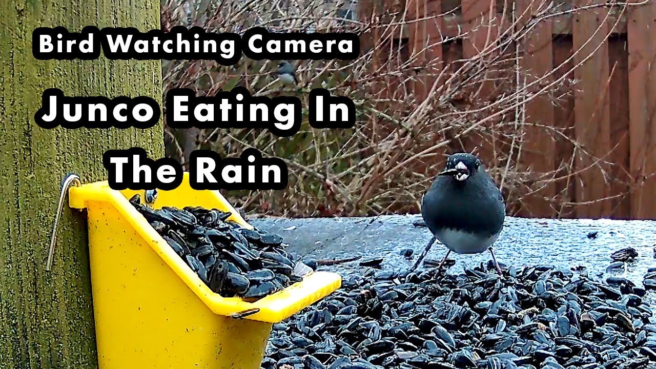 Bird Watching Camera - Hungry Junco Hopping In The Pouring Rain - YouTube