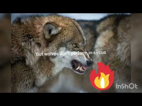 wolf whatsapp status|wolf attitude