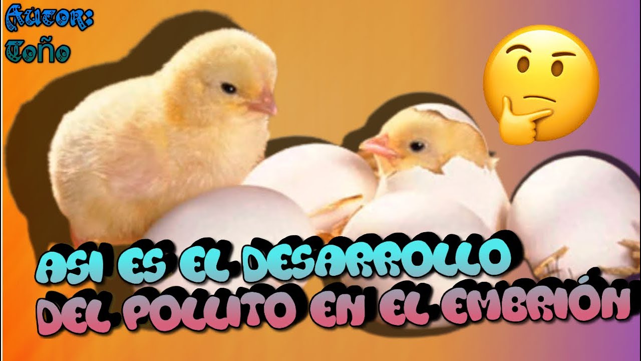 ASI ES COMO SE FORMA EL POLLITO EN EL EMBRIÓN - YouTube