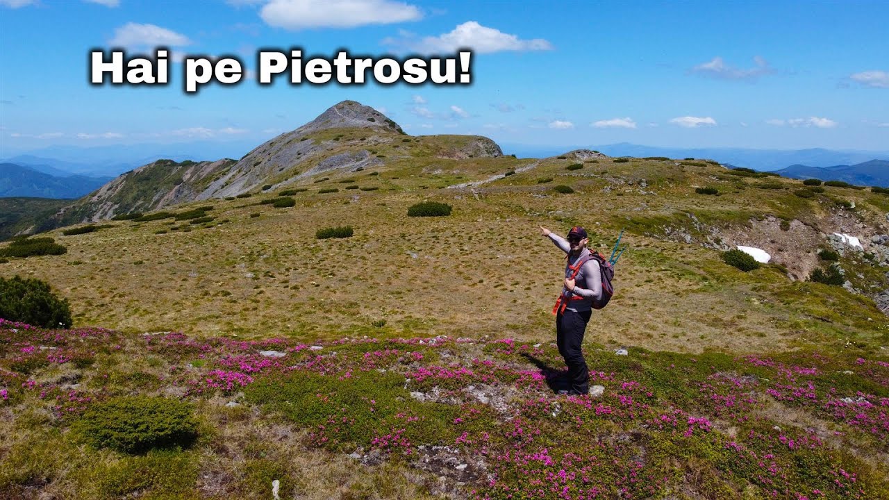 Muntii Calimani | Bujorii dintre vârfuri | Vf. Pietrosu Calimani ...