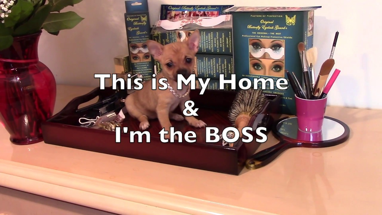 DIAMONDS are NOT Girl's BEST GIFT, a DOG is! 2 LB - Pure Gold. PomChi ...