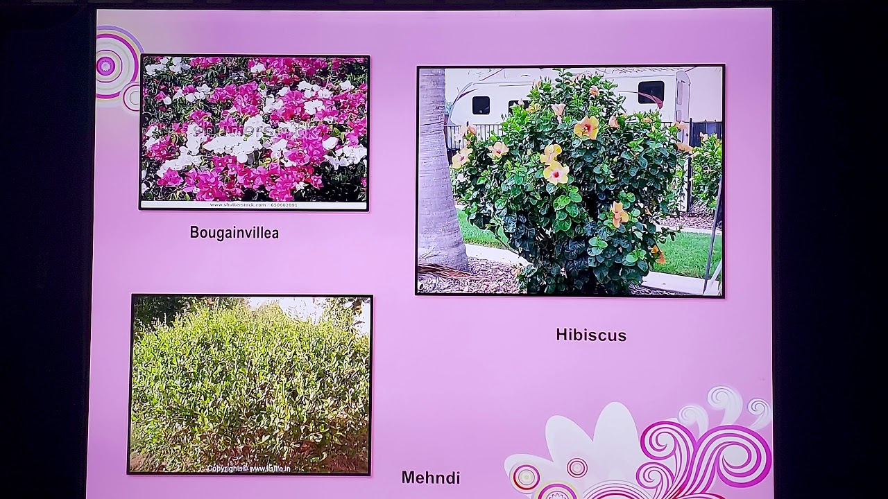 SCIENCE CH7 GETTING TO KNOW PLANTS - YouTube