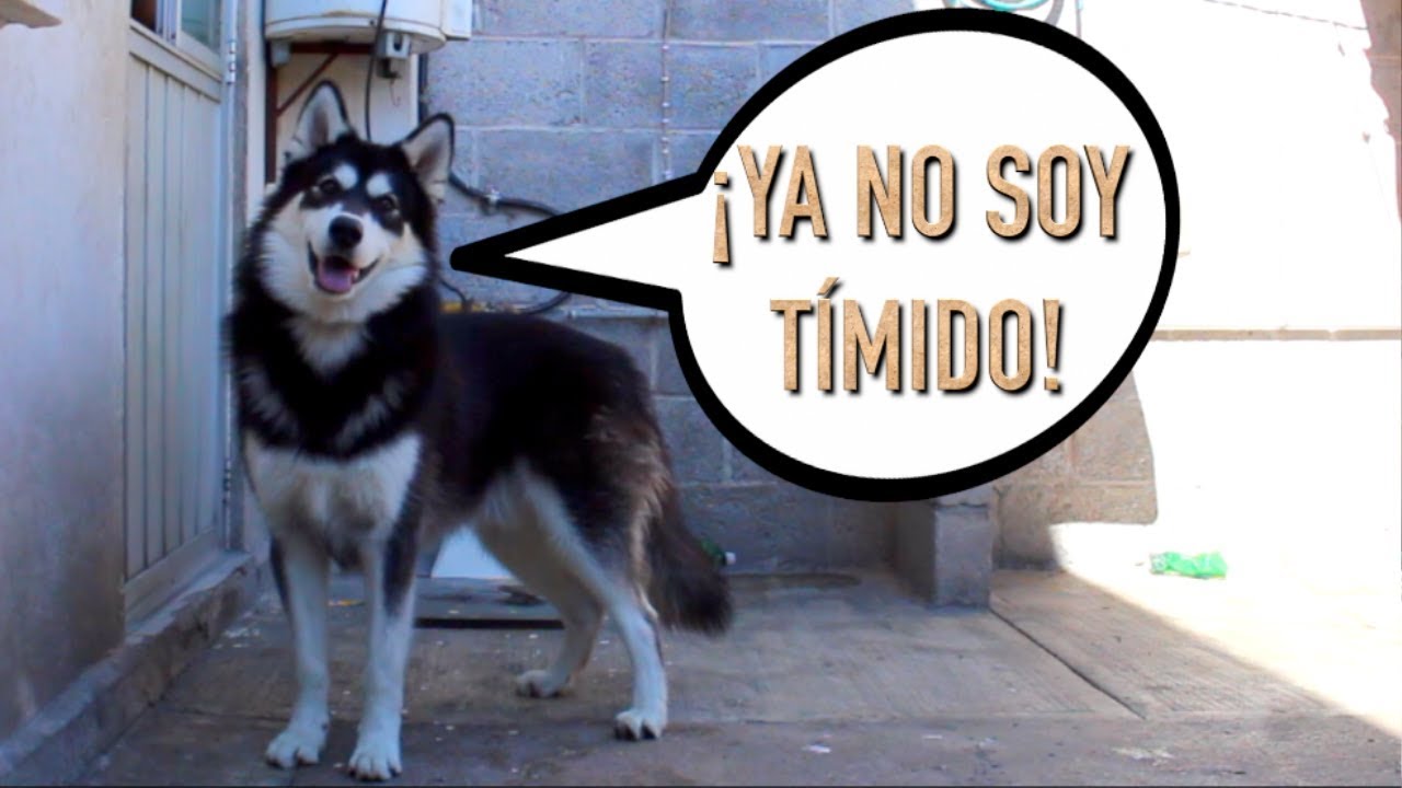 Adiestrando a un PERRO TÍMIDO - YouTube
