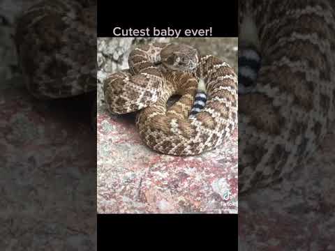 How cute is this newborn Rattlesnake 🐍 - YouTube