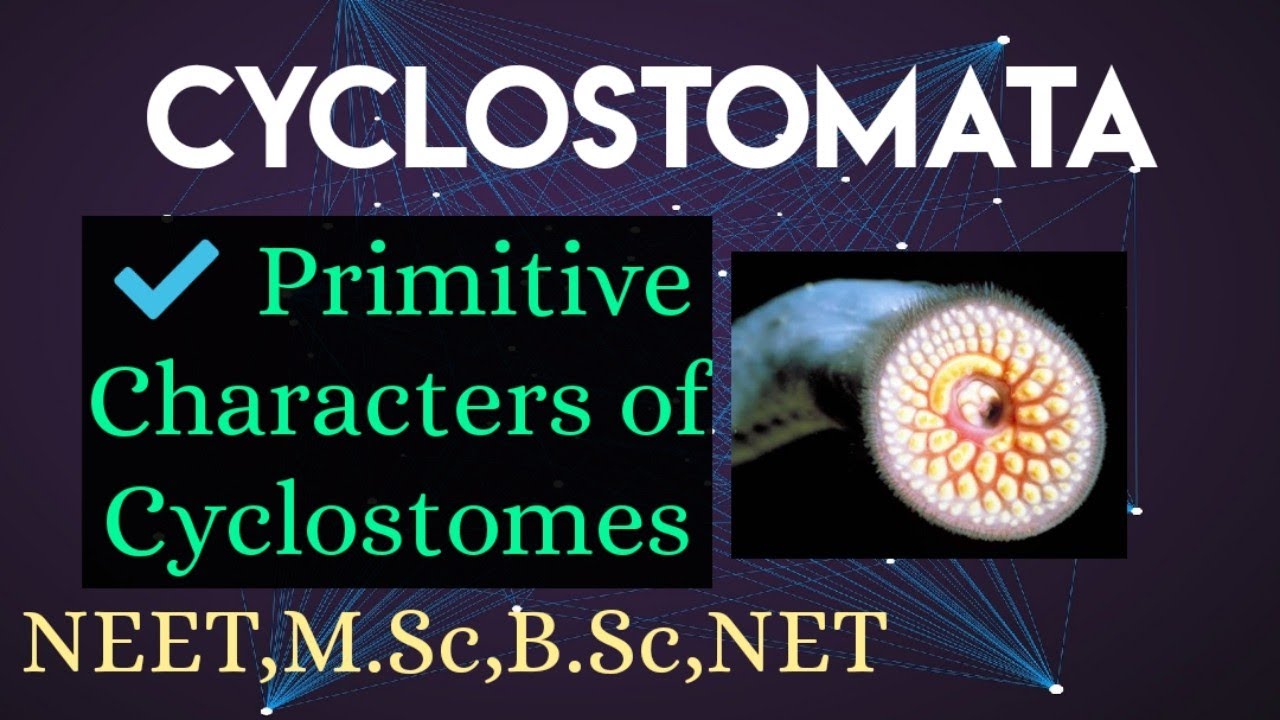 3):Cyclostomata-Primitive characters. - YouTube