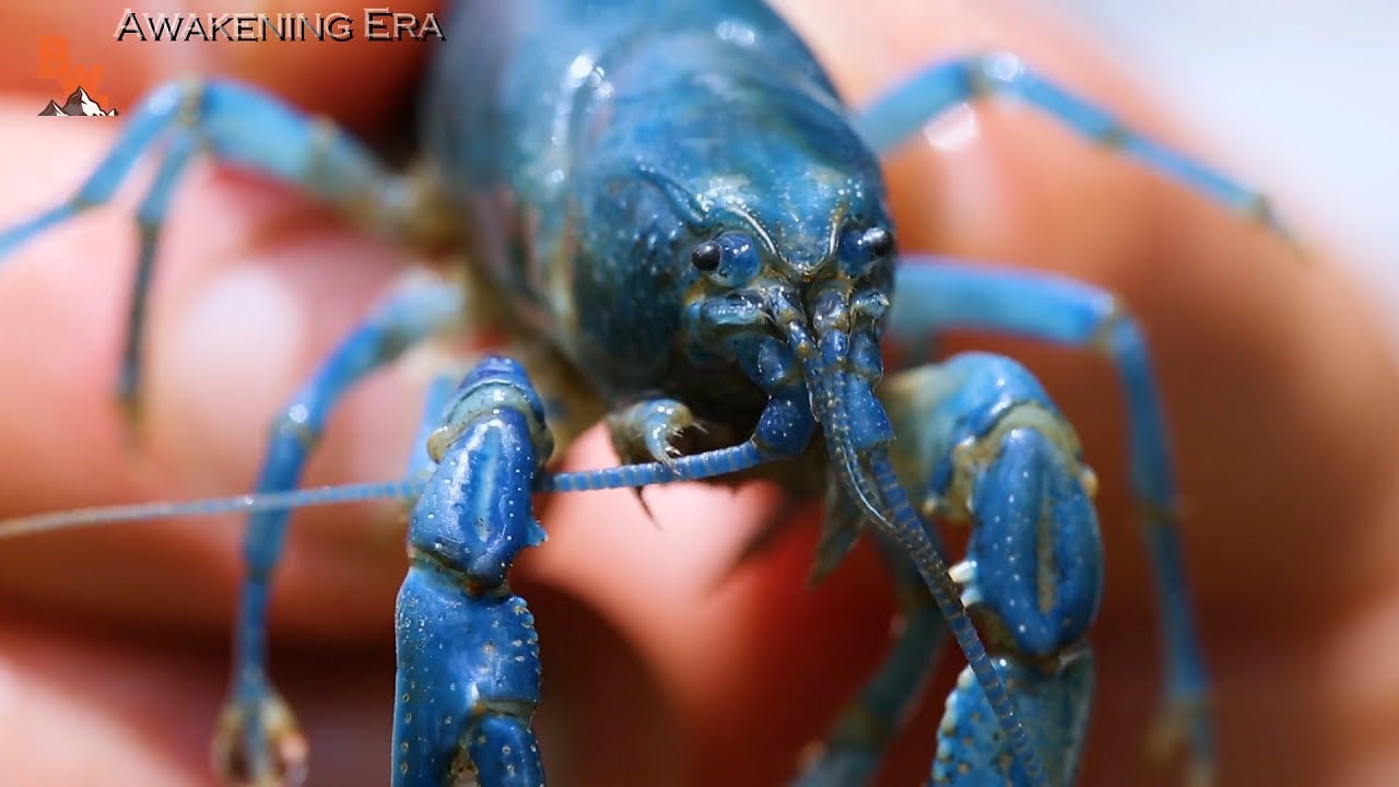 Μπλέ Καραβίδα / Blue Crayfish - New Species Found - YouTube