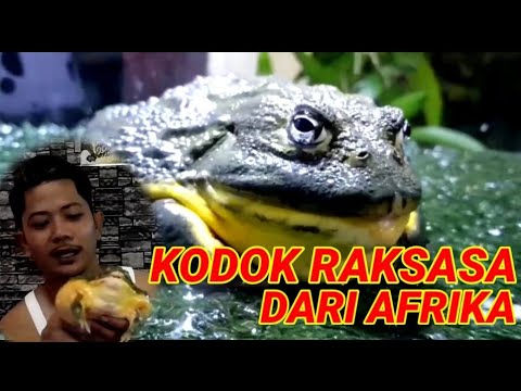 KODOK RAKSASA - Dari Afrika - YouTube