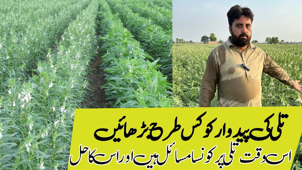 how to get high yield in Sesame (تلی) farming | Tilli Me merid bug ka ...