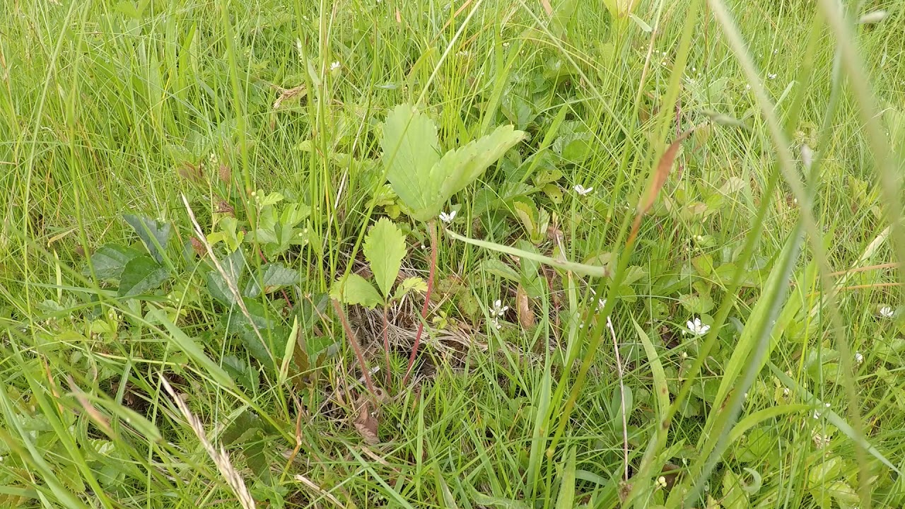Active bumble bee colony - YouTube