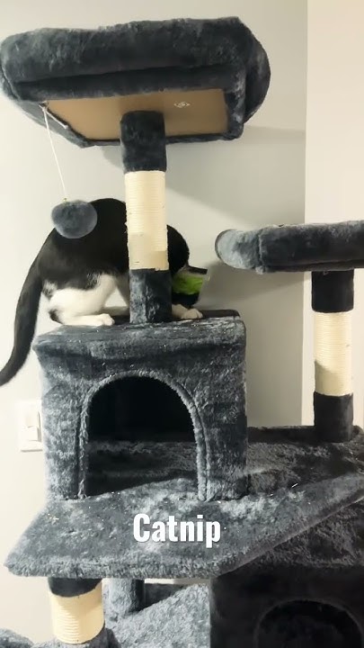 Catnip - YouTube